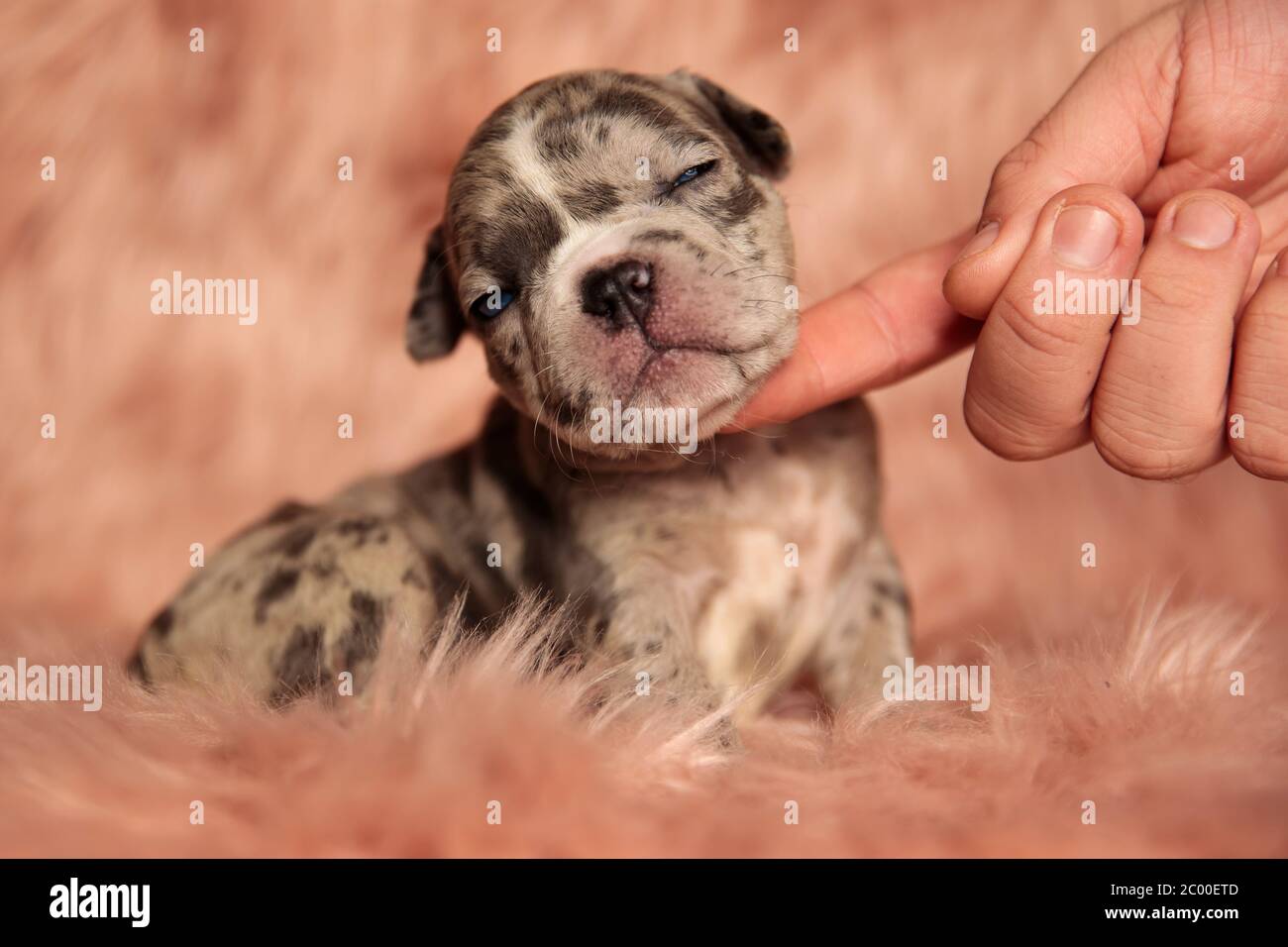human holding cute american bully on pink fur background Stock Photo ...