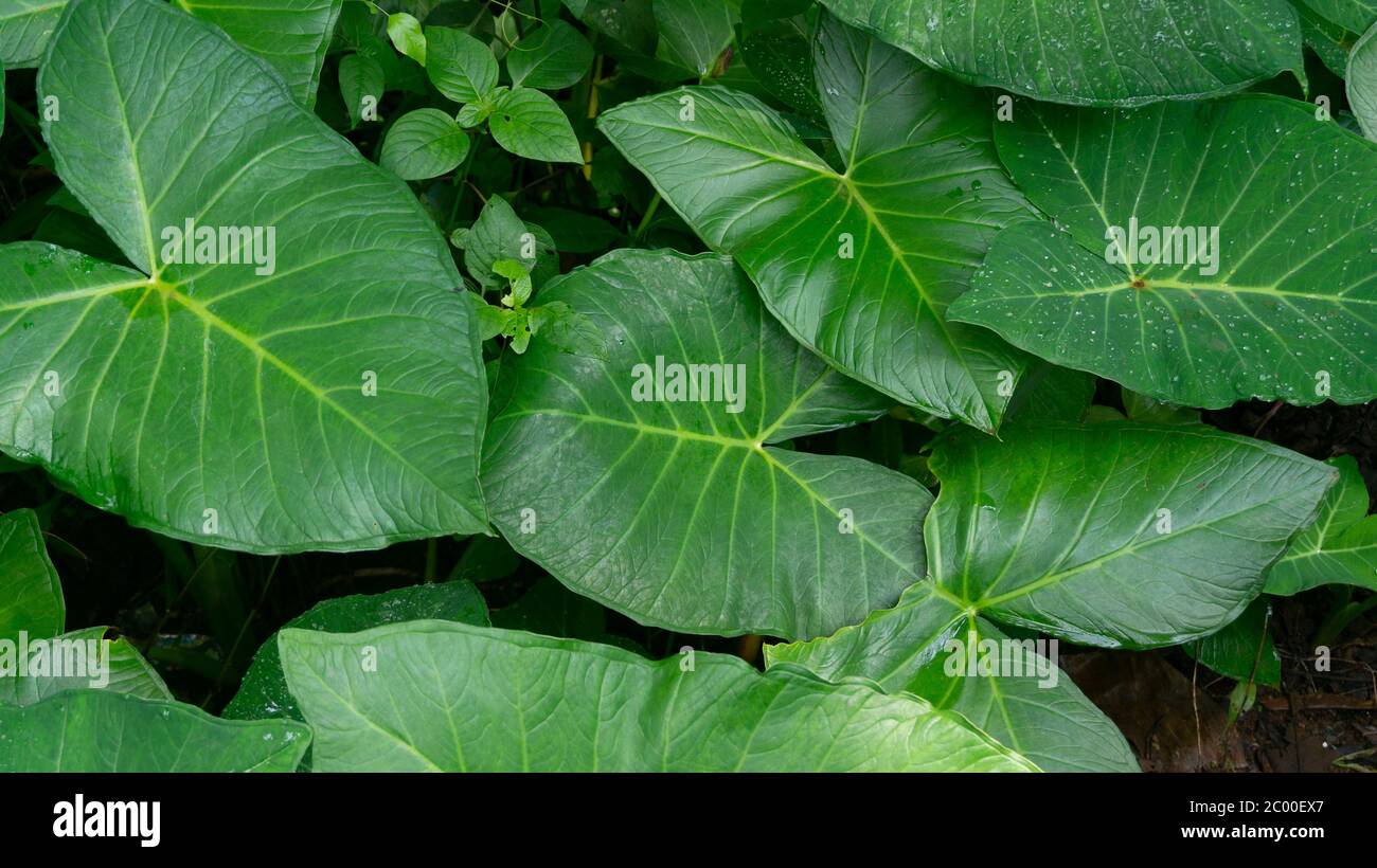 Taro leaves that grow in the middle of wild forests. The high ...