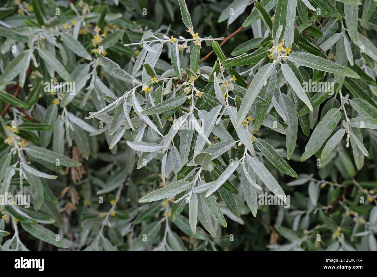 Elaeagnus angustifolia hi-res stock photography and images - Alamy
