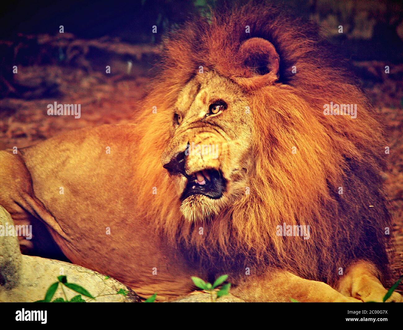 Open lion hi-res stock photography and images - Alamy