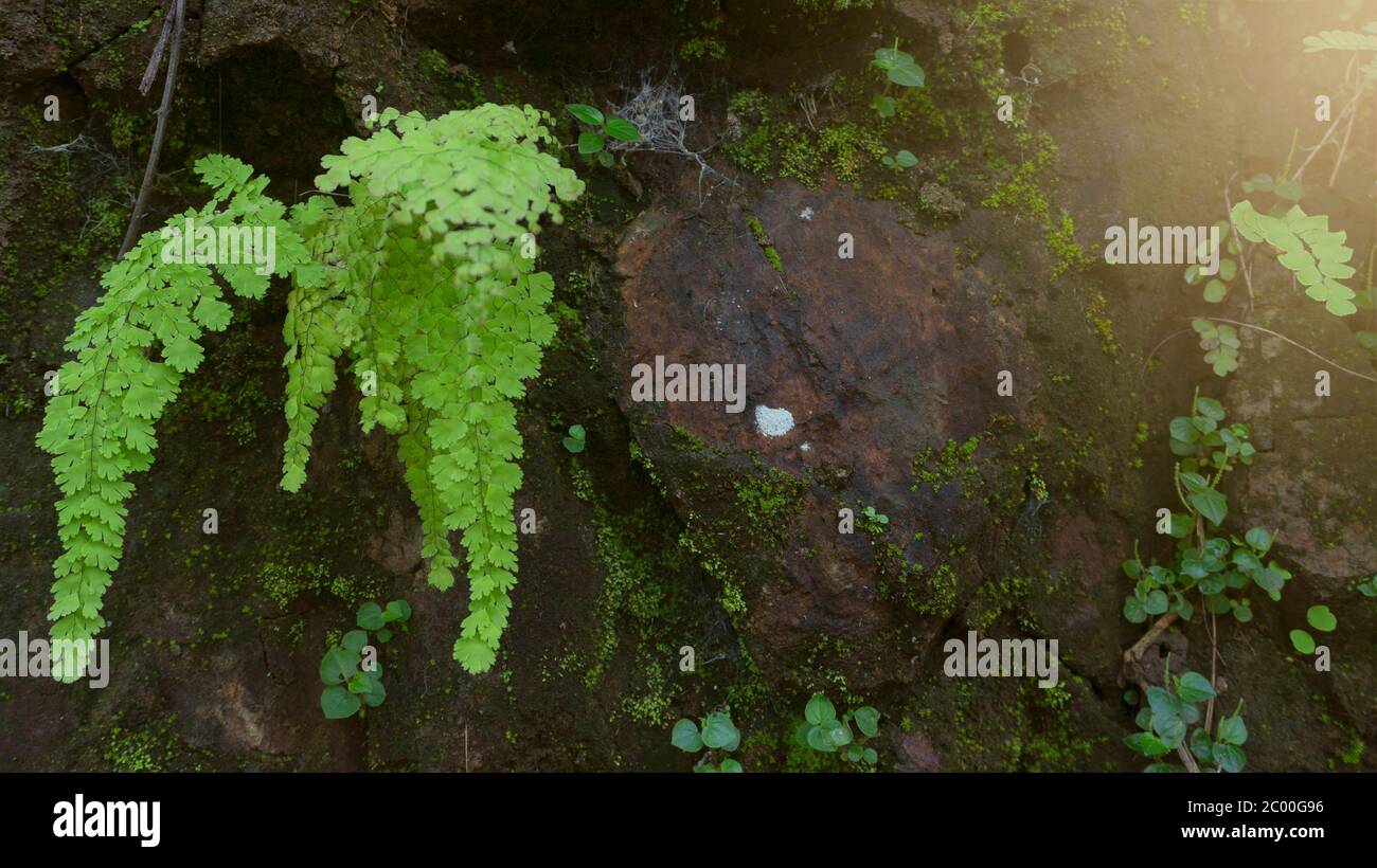 Maidenhair Fern that grows on mountain cliffs, images suitable for use ...