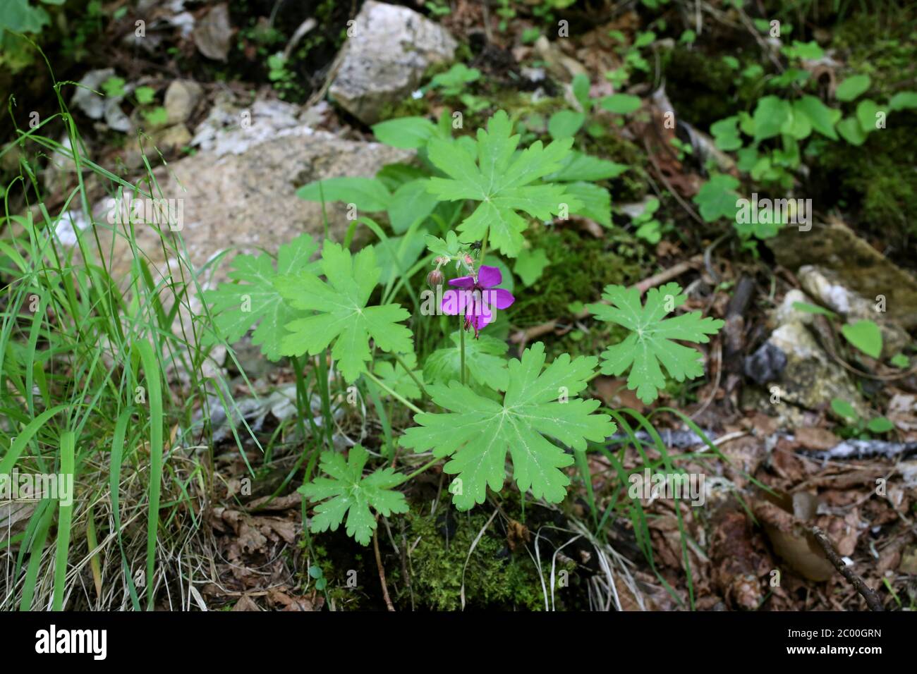 Geranium macrorrhizum, Rock Cranesbill. Wild plant shot in the spring ...