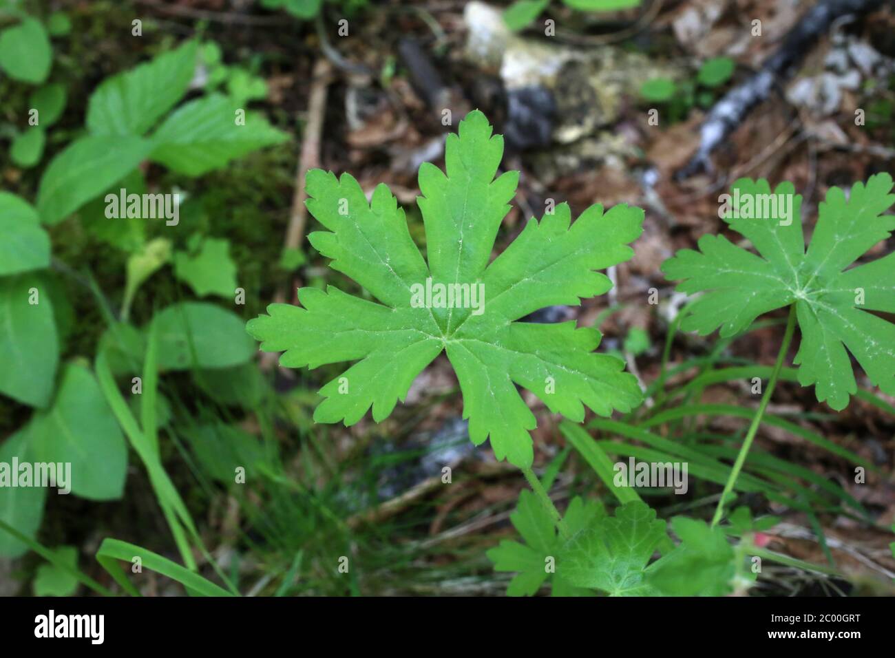 Rock cranesbill hi-res stock photography and images - Alamy