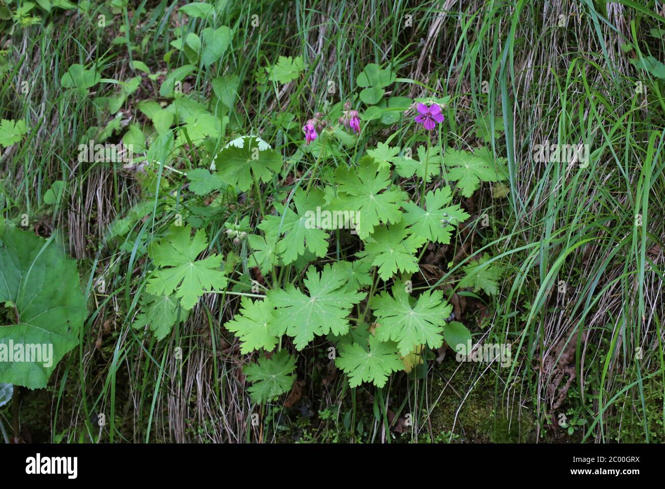 Geranium macrorrhizum, Rock Cranesbill. Wild plant shot in the spring ...