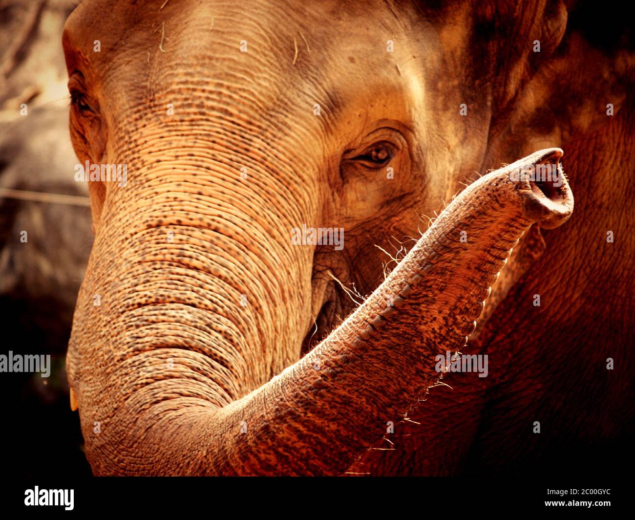 Elephant face hi-res stock photography and images - Alamy