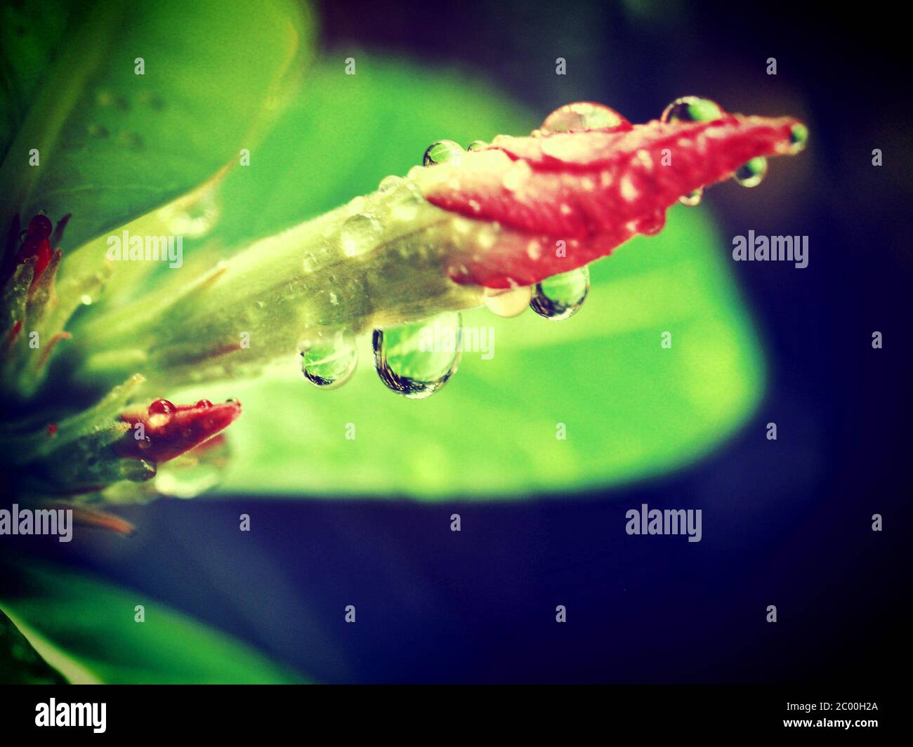 Beautiful flower in nature edit by filter images Stock Photo - Alamy