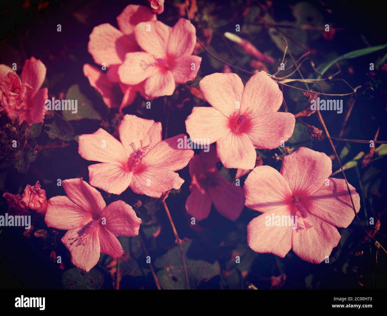 Beautiful flower in filter images Stock Photo - Alamy