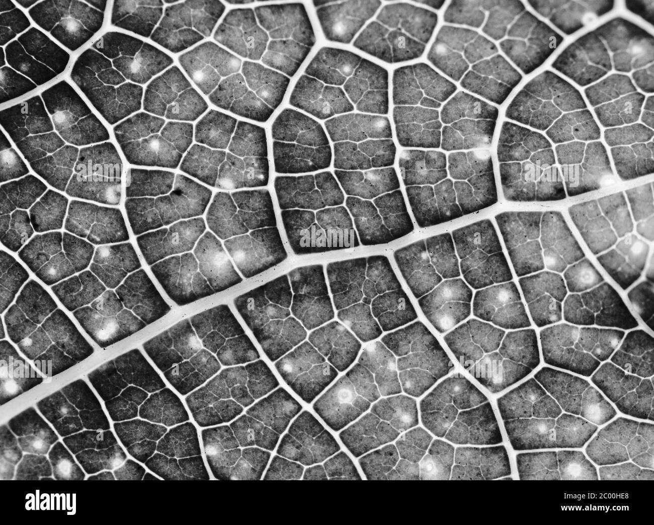 leaf texture background Stock Photo - Alamy