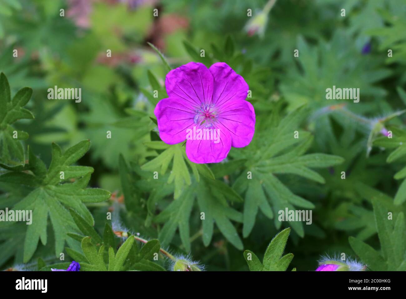 Geranium sanguineum bloody cranesbill close hi-res stock photography ...