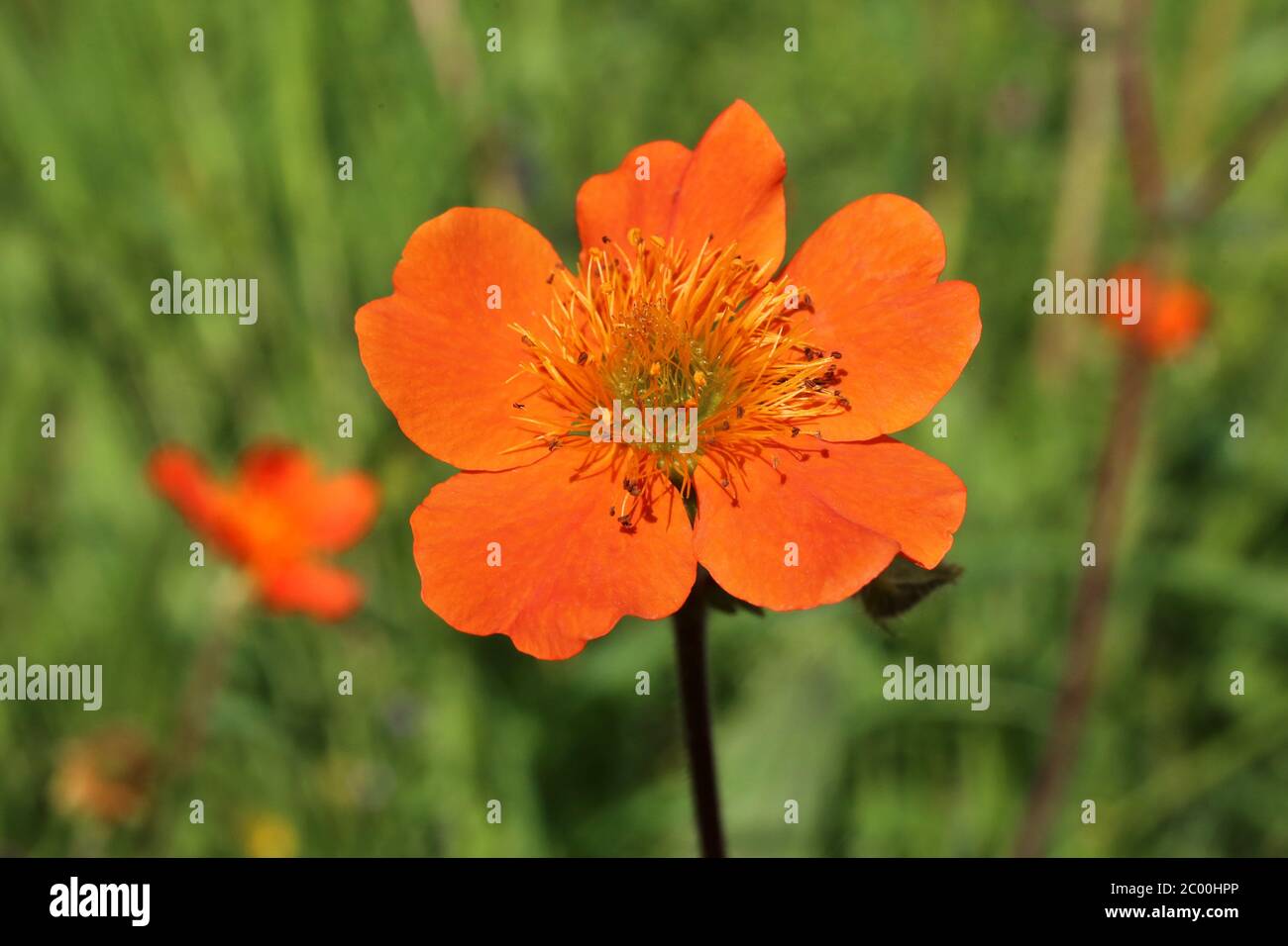 Geum coccineum - Wild plant shot in the spring Stock Photo - Alamy