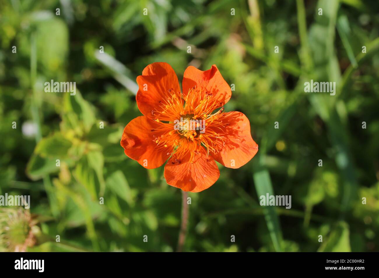 Geum coccineum - Wild plant shot in the spring Stock Photo - Alamy