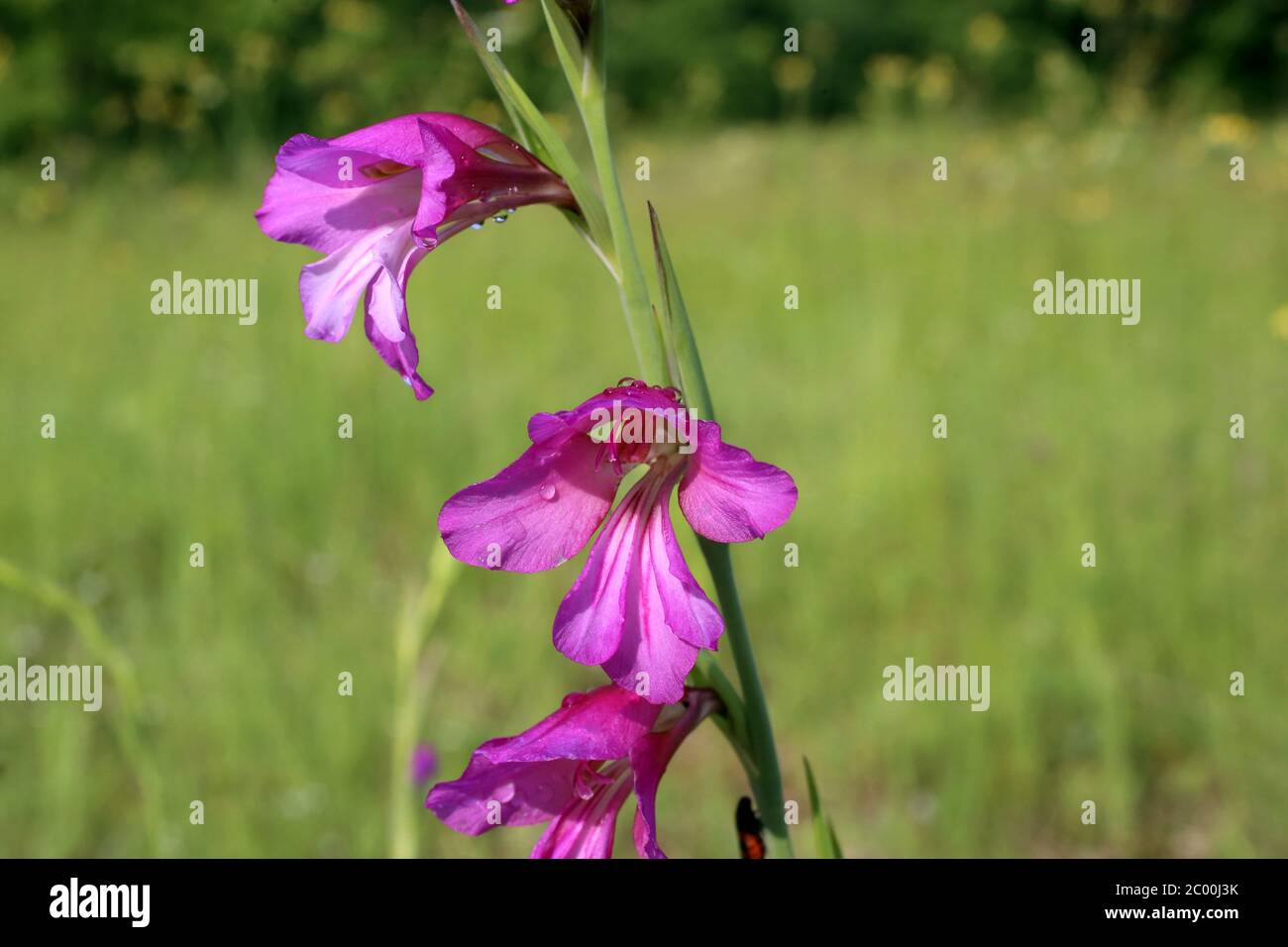 Gladiolus gladiolus communis flower hi-res stock photography and images ...