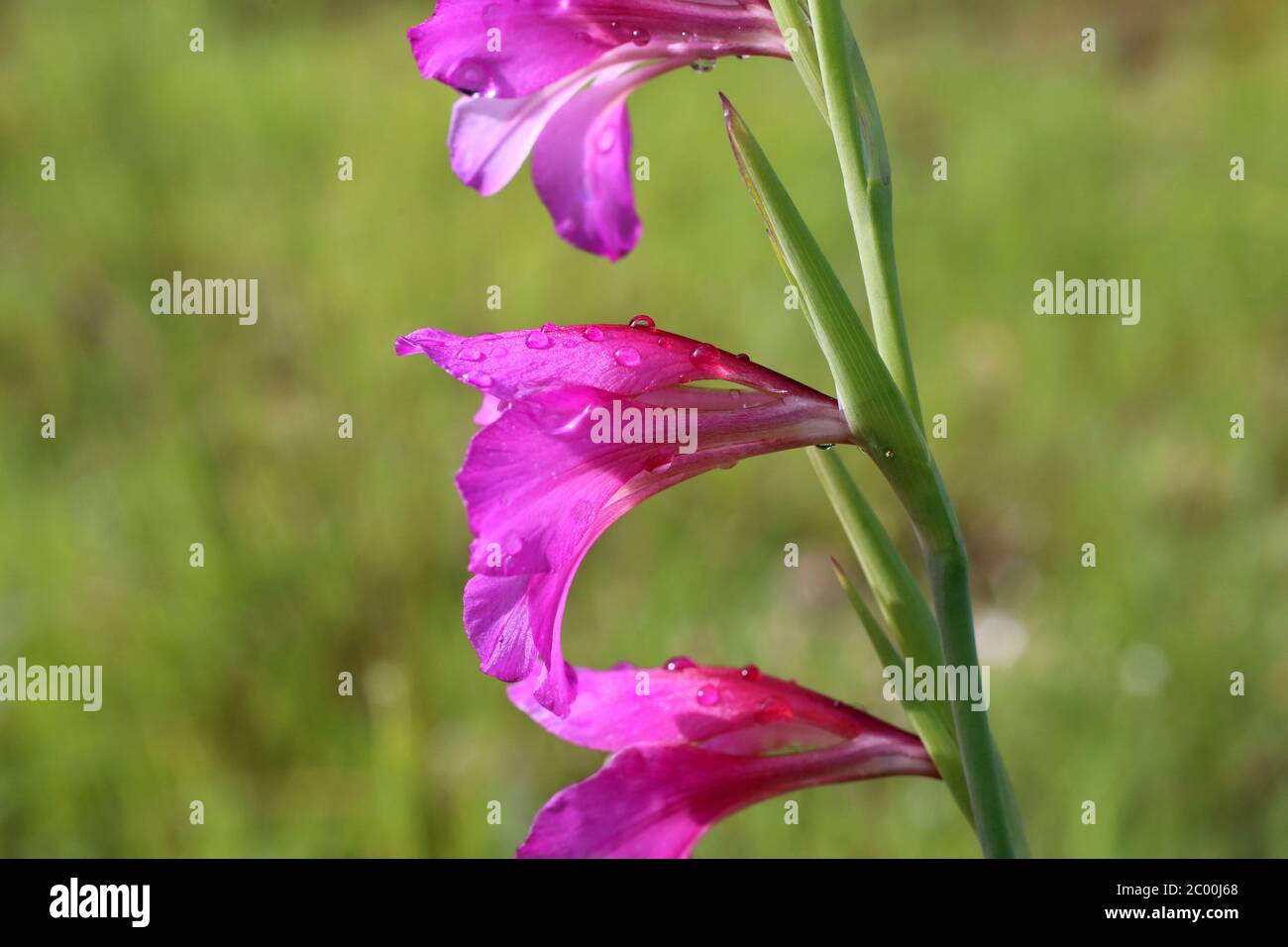 Gladiolus gladiolus communis flower hi-res stock photography and images ...