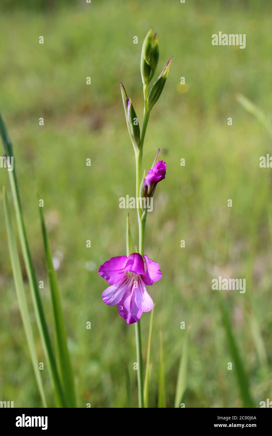 Gladiolus gladiolus communis flower hi-res stock photography and images ...