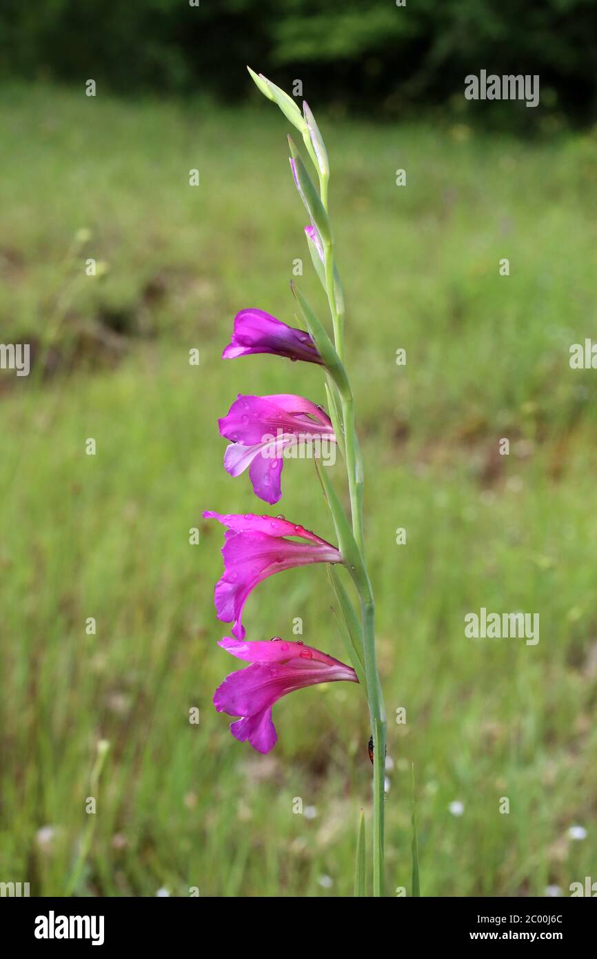 Gladiolus gladiolus communis flower hi-res stock photography and images ...