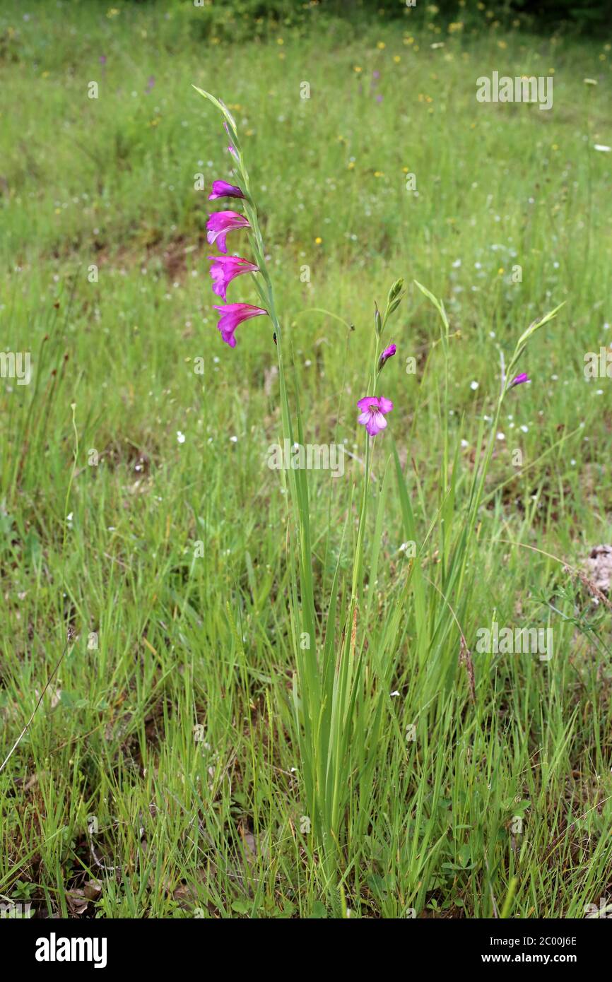 Gladiolus communis - Wild plant shot in the spring Stock Photo - Alamy
