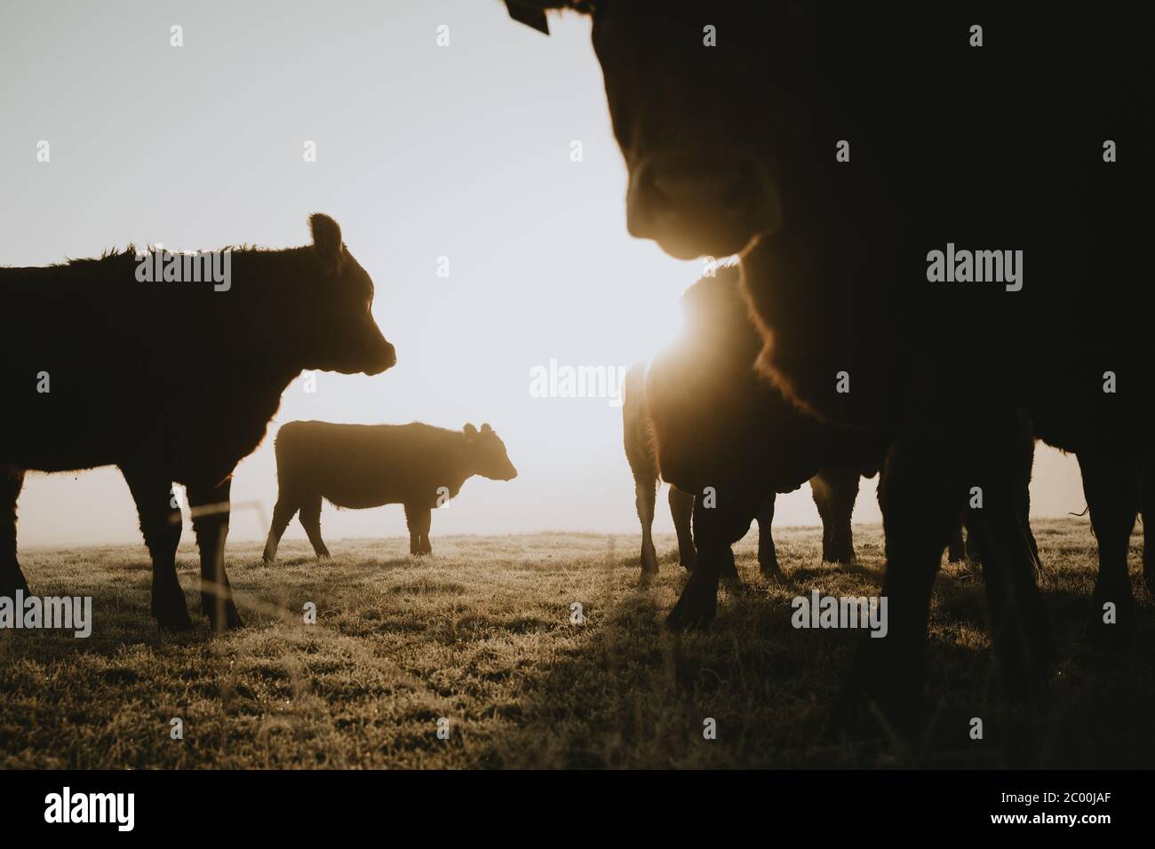 Farm animal silhouettes hi-res stock photography and images - Alamy