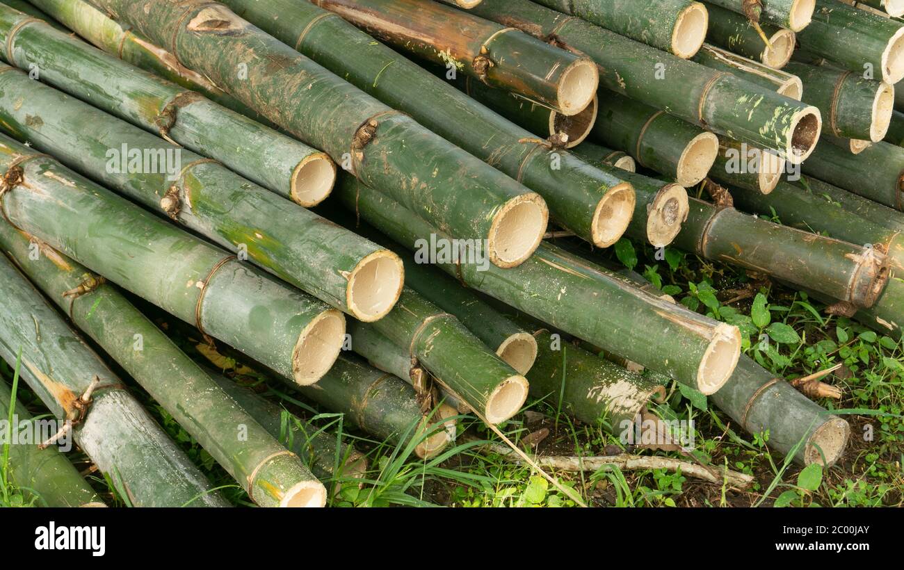 Piles of bamboo, one of handicraft materials and materials to build ...