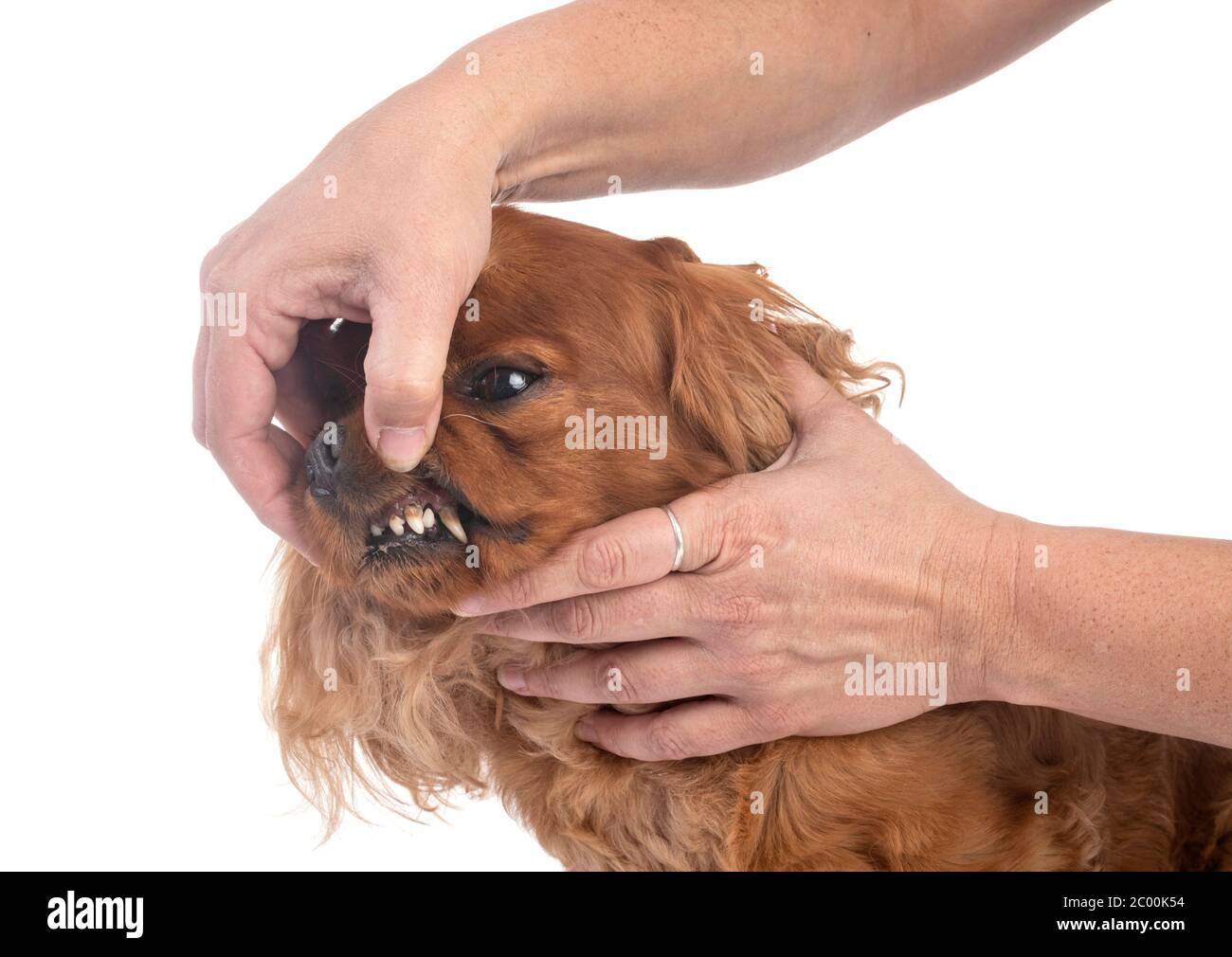 teeth of cavalier king charles in front of white background Stock Photo ...