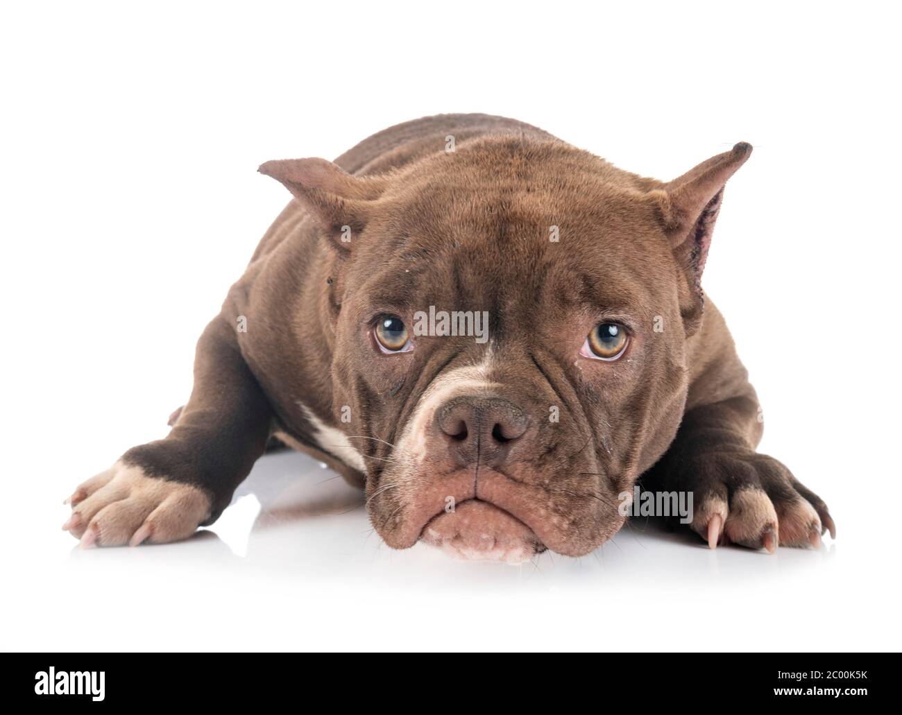 american bully in front of white background Stock Photo - Alamy
