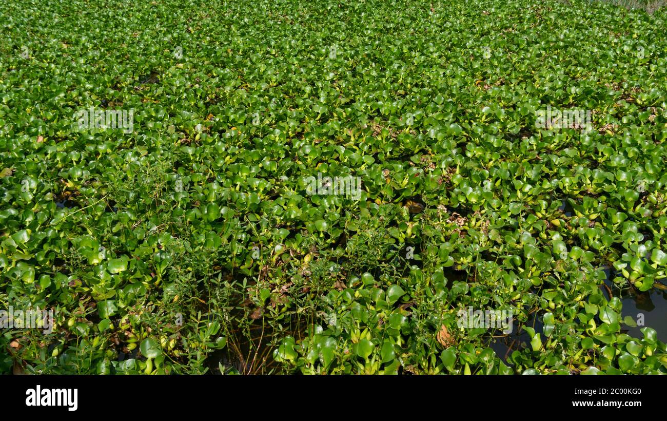 water hyacinth in a pond, one natural weed Stock Photo - Alamy