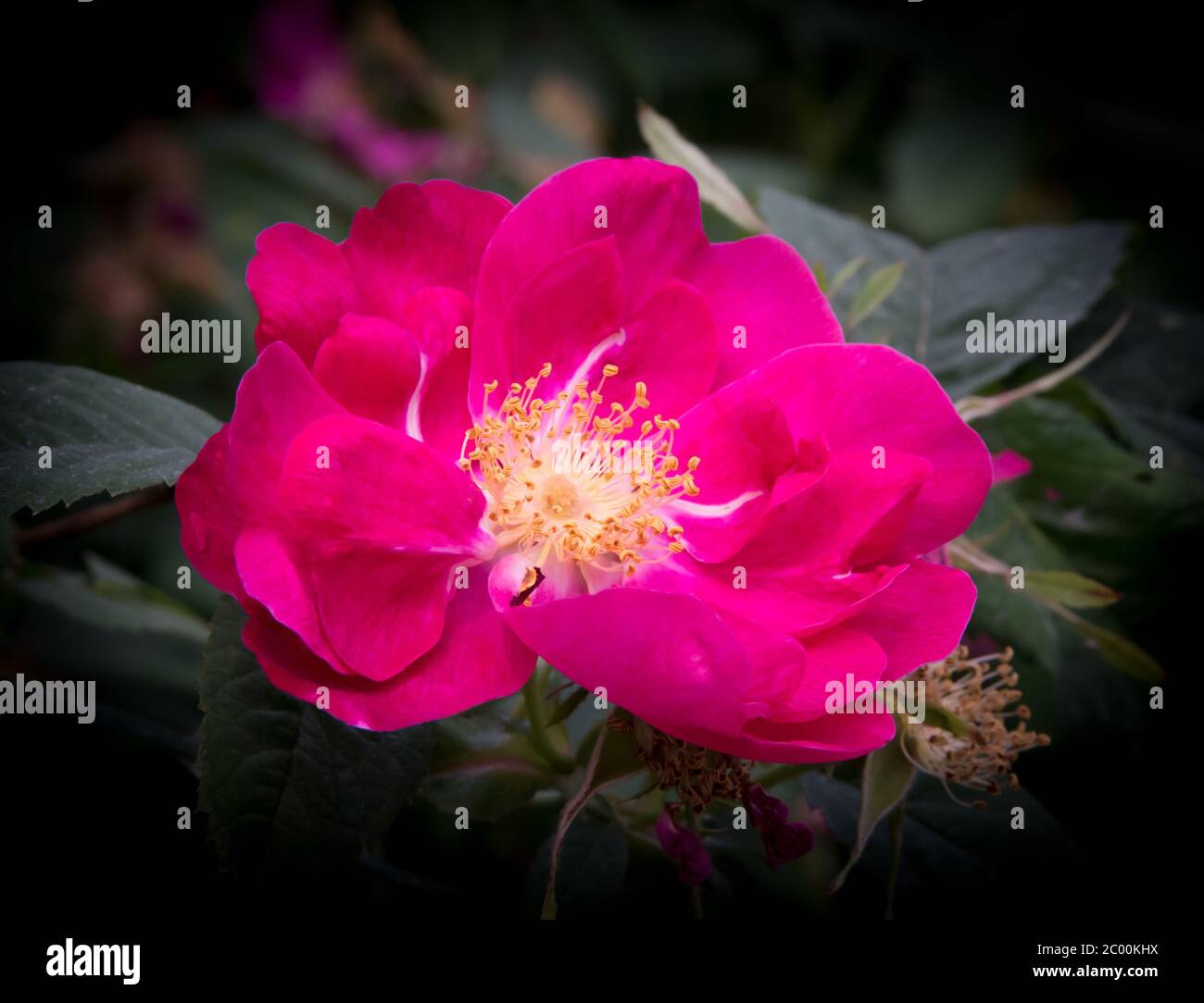 Luminous pink Dog Rose Stock Photo - Alamy