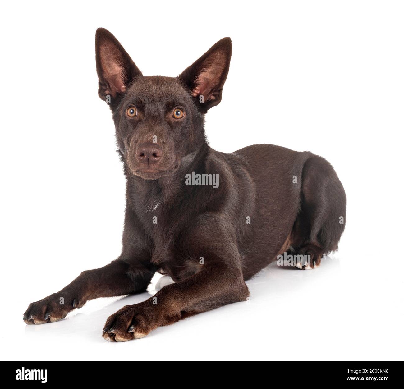 Australian Kelpie in front of white background Stock Photo - Alamy