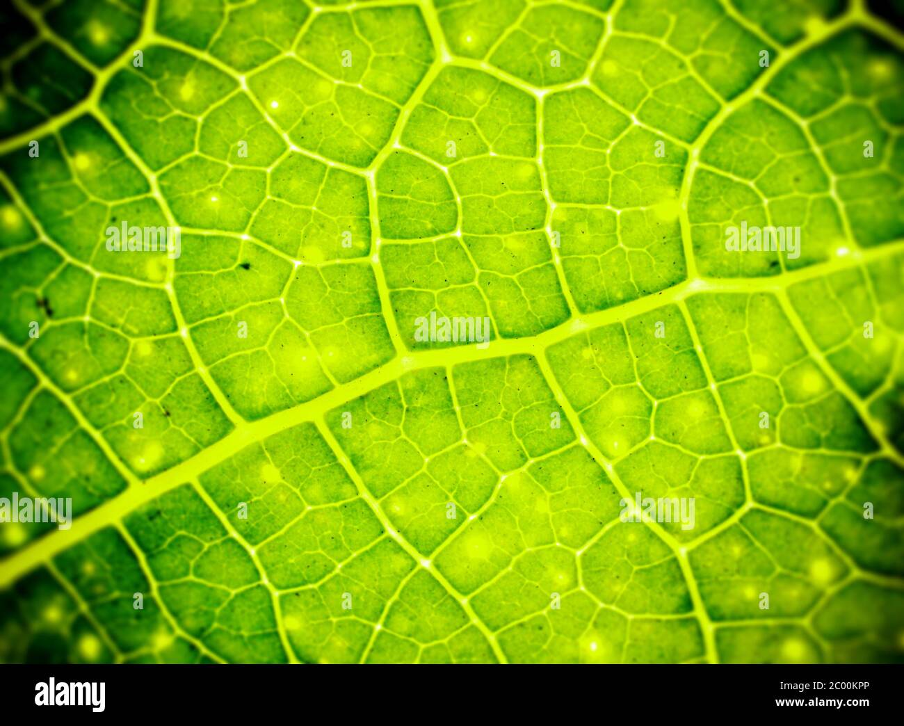 leaf texture background Stock Photo - Alamy