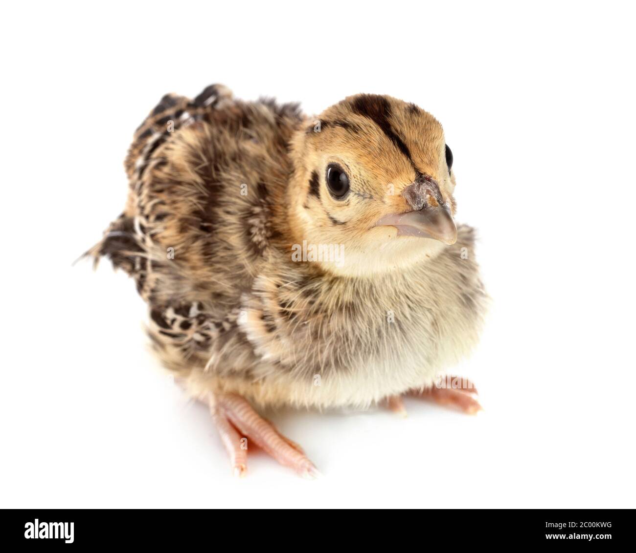 Young pheasant hi-res stock photography and images - Alamy