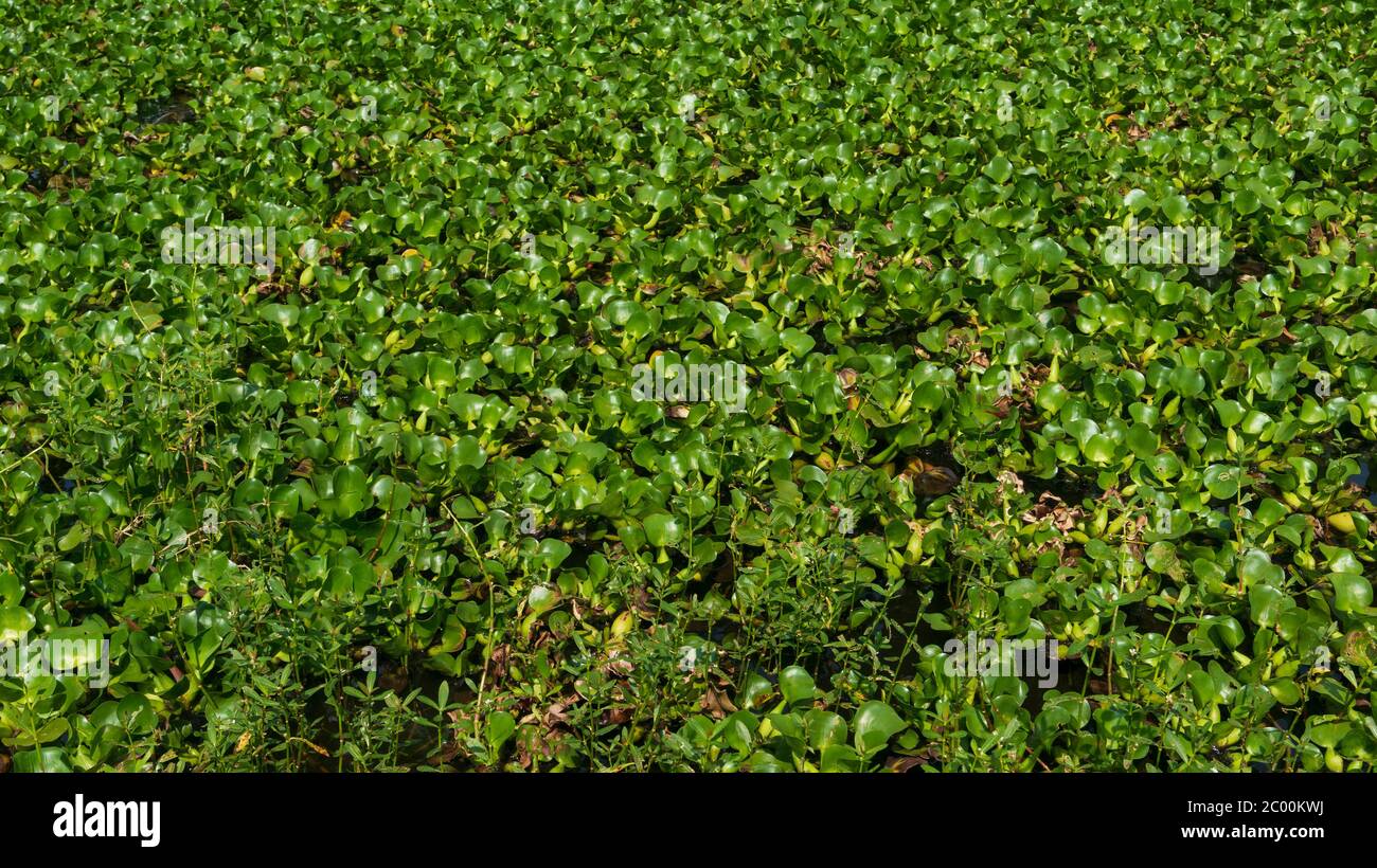 water hyacinth in a pond, one natural weed Stock Photo - Alamy