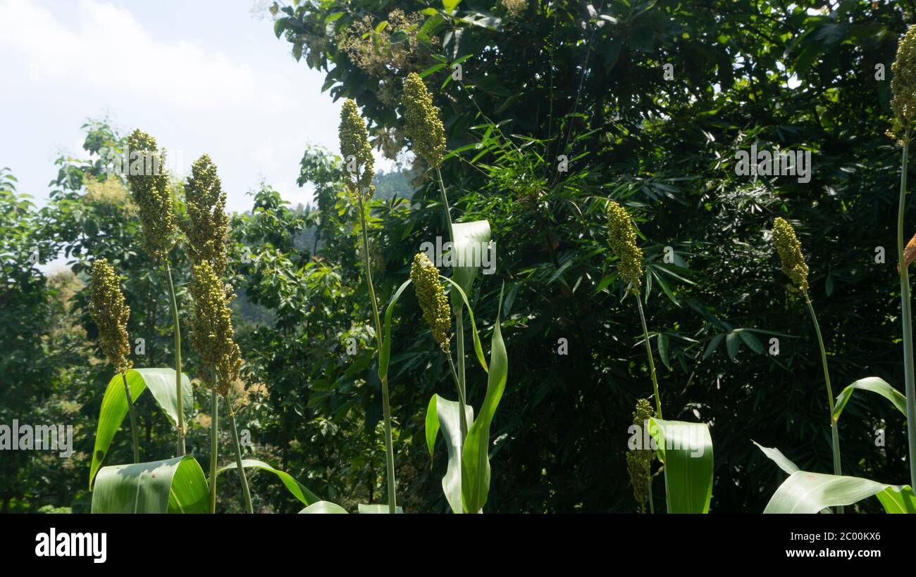 Jali (Coix lacryma-jobi), is a kind of tropical grain plant from the ...