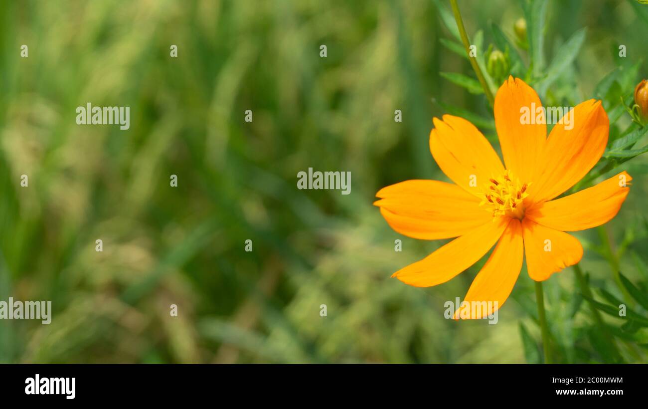 Kenikir, tropical plants that are easy to grow. Kenikir is one of the ...