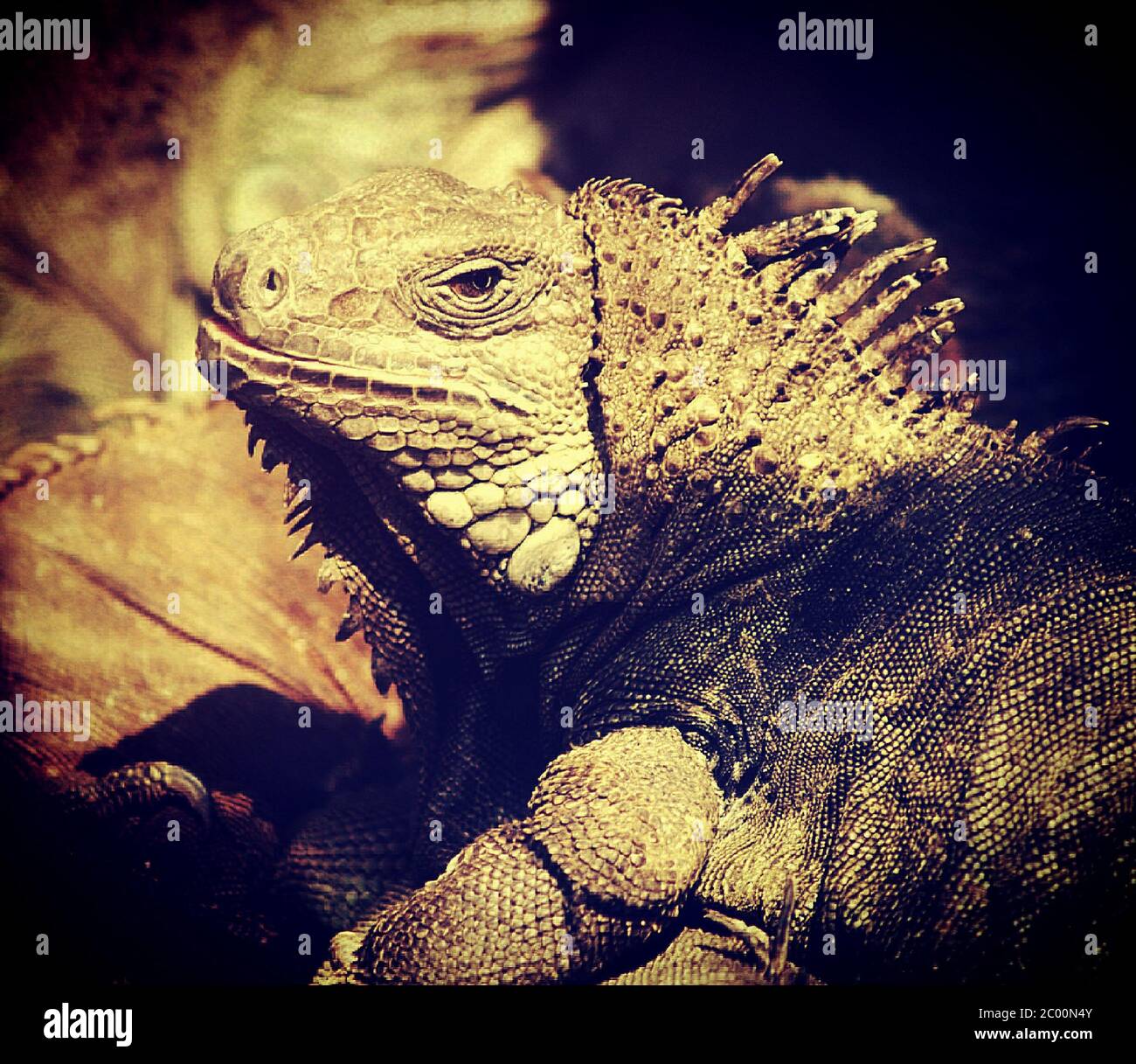 iguana lizard dragon in zoo Stock Photo - Alamy