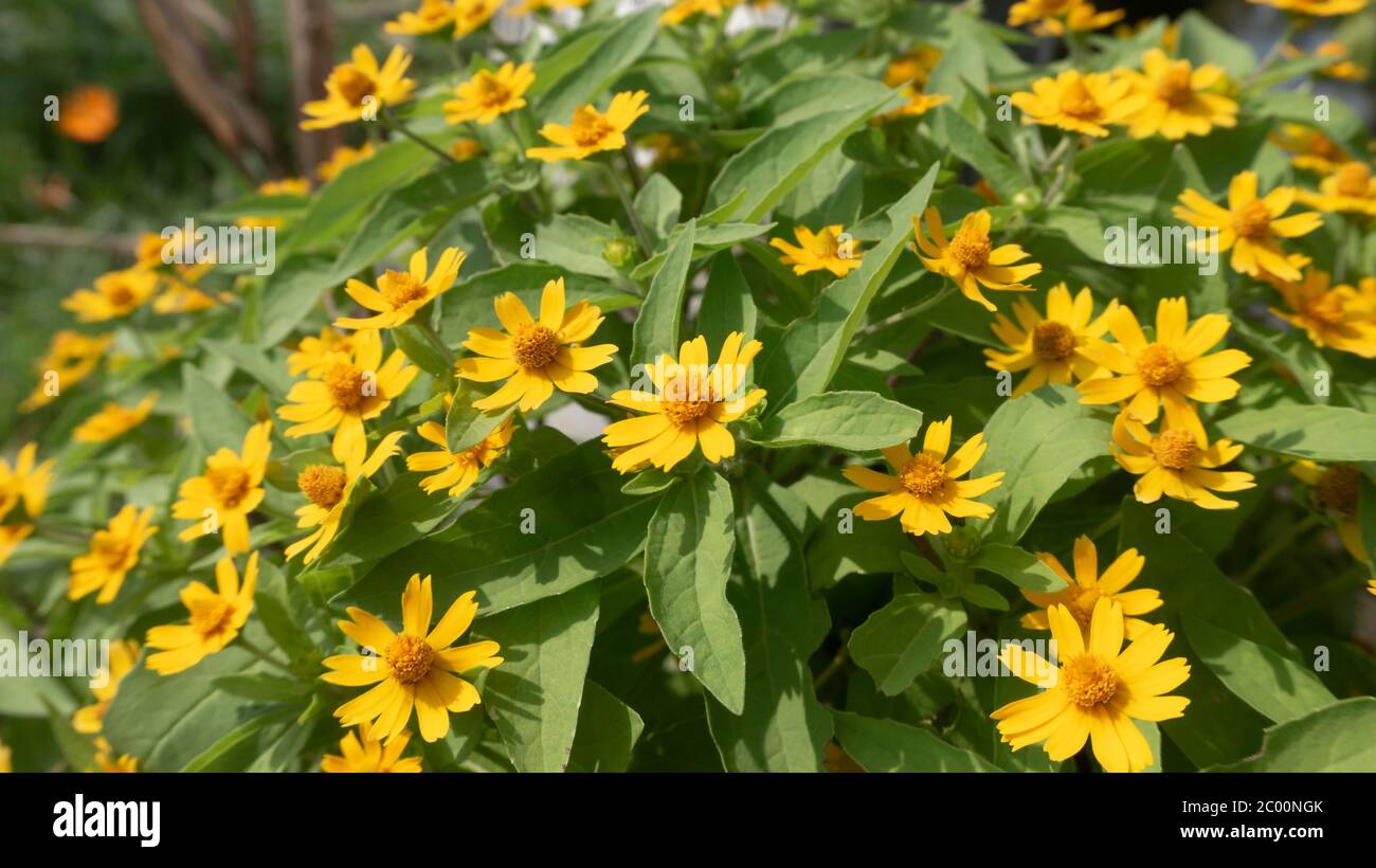 Kenikir, tropical plants that are easy to grow. Kenikir is one of the ...