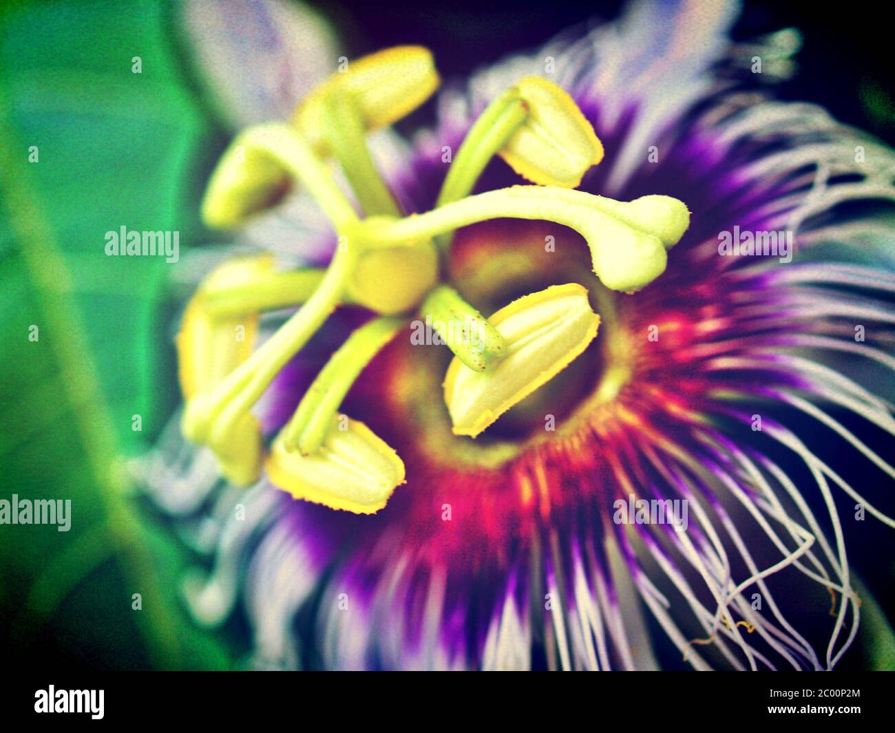 Beautiful flower in filter images Stock Photo - Alamy