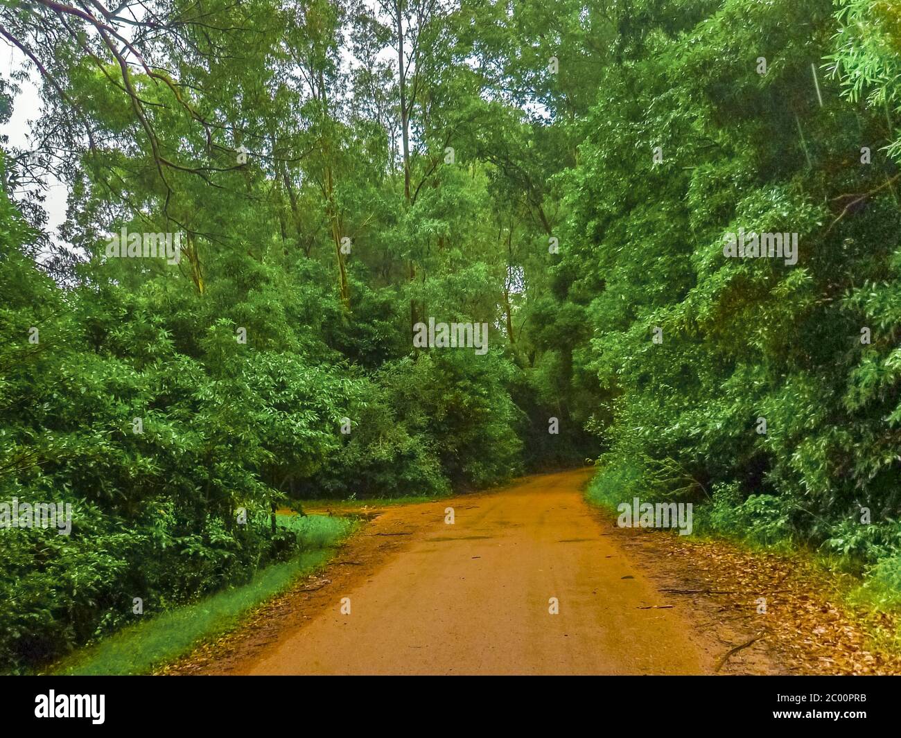 Earth Road in the Forest Stock Photo - Alamy