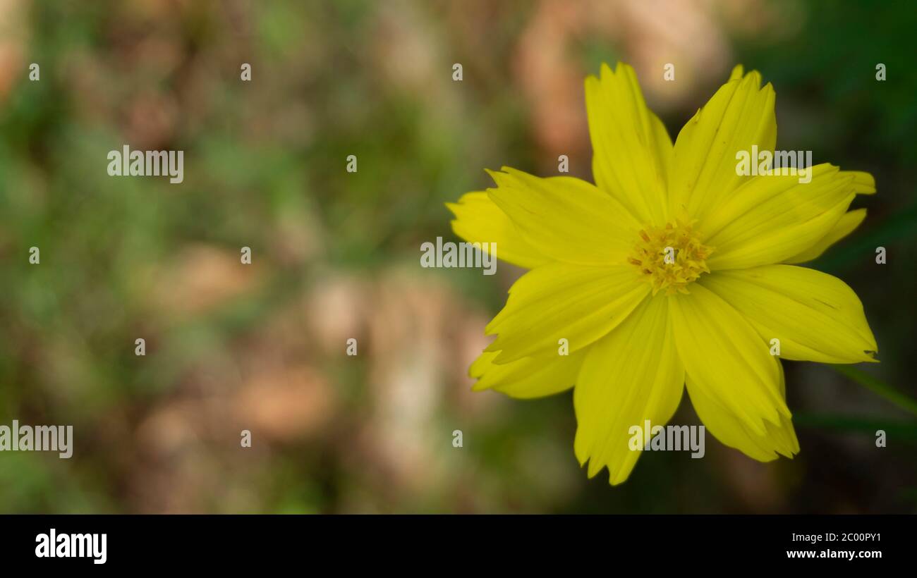 Kenikir, tropical plants that are easy to grow. Kenikir is one of the ...