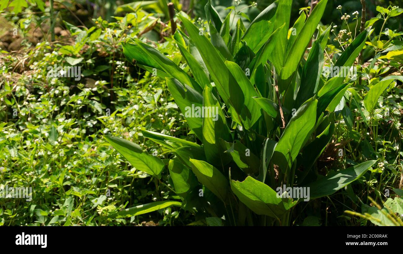 Turmeric leaves or Curcuma longa Linn with wide leaves, one of the ...