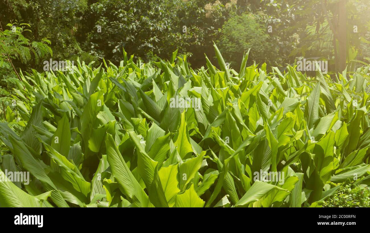 Turmeric leaves or Curcuma longa Linn with wide leaves, one of the ...