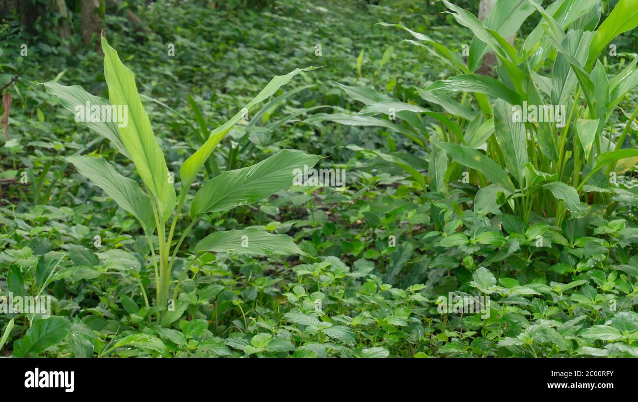 Turmeric leaves or Curcuma longa Linn with wide leaves, one of the ...