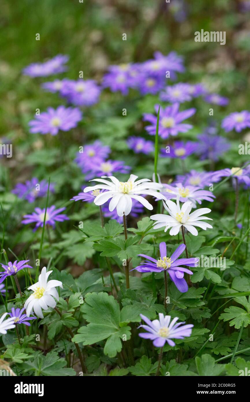 Anemones garden uk hi-res stock photography and images - Alamy