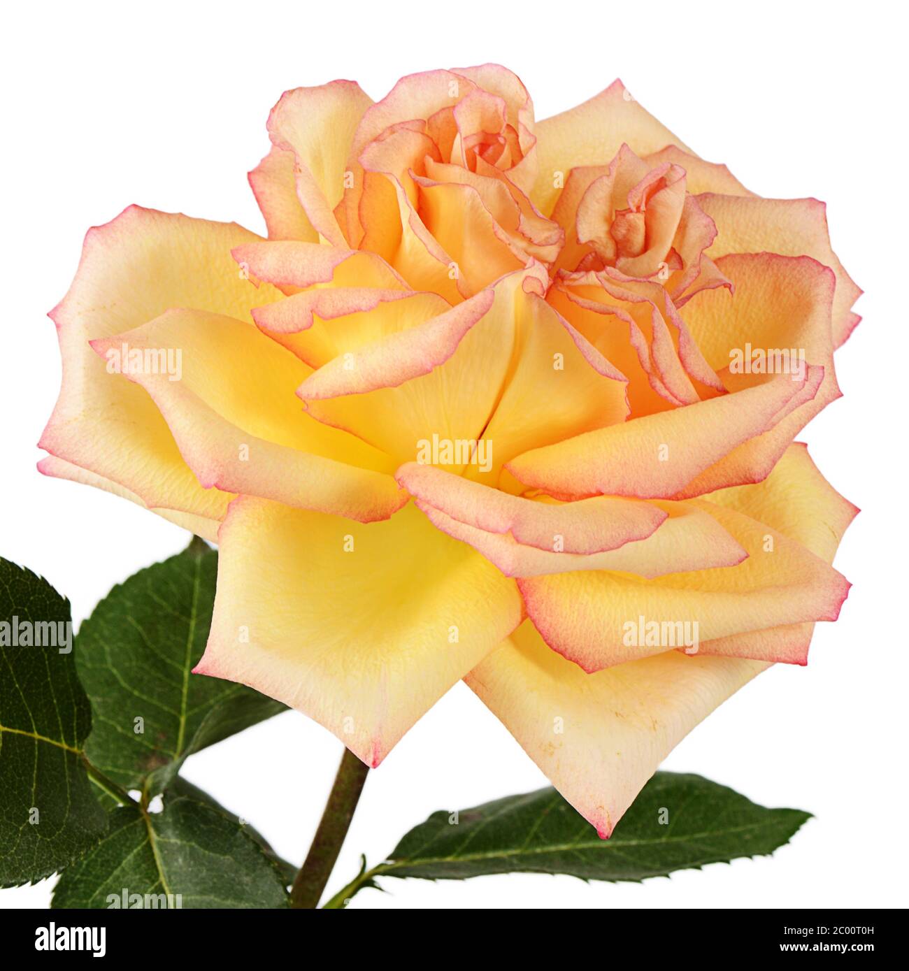 The yellow rose on white background Stock Photo - Alamy