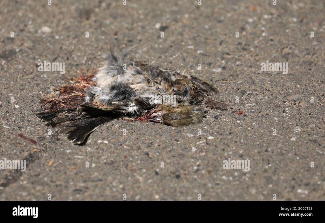 Dead bird on the ground Stock Photo - Alamy