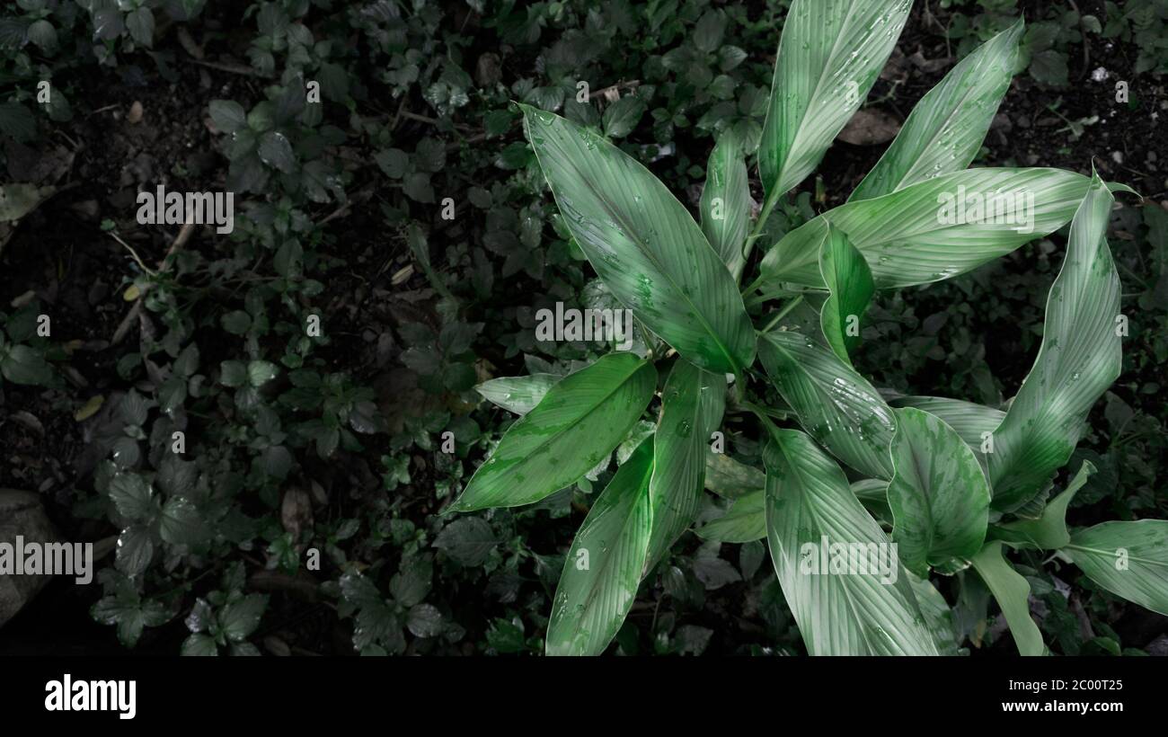 Turmeric leaves or Curcuma longa Linn with wide leaves, one of the ...
