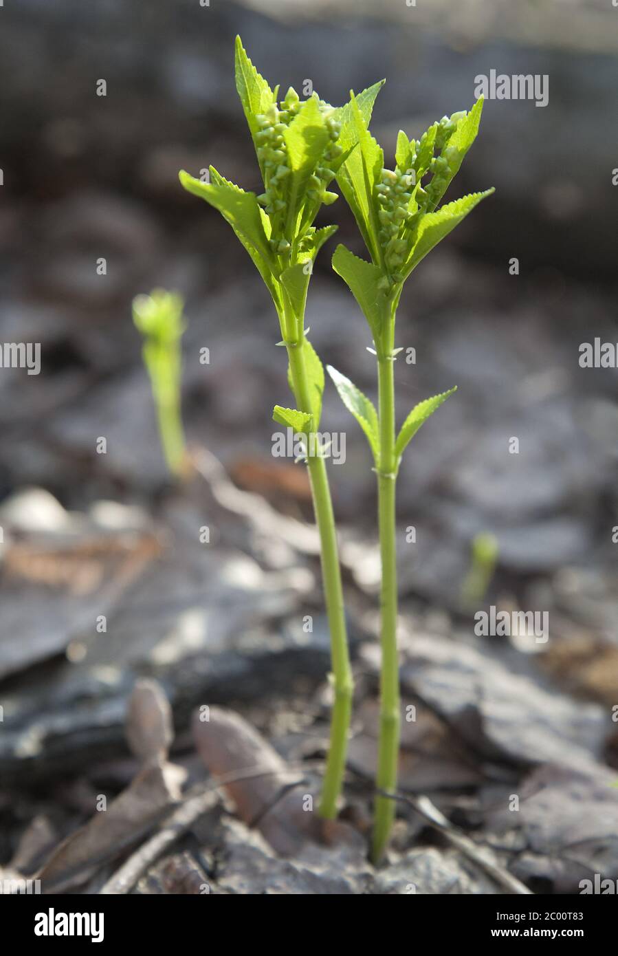 May sprouts hi-res stock photography and images - Alamy