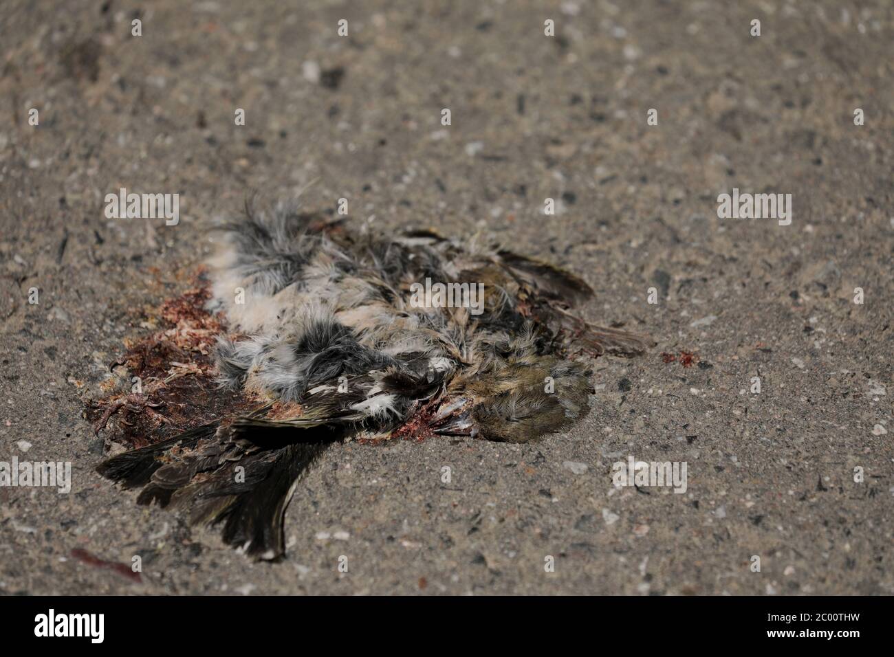 Dead bird on the ground Stock Photo - Alamy