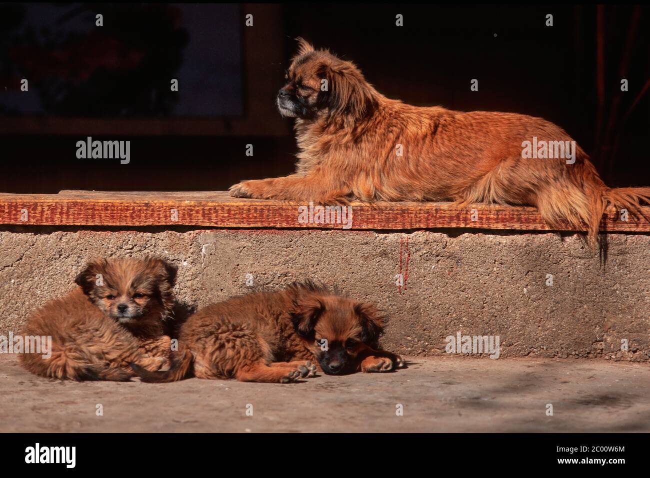 Street dogs in china hi-res stock photography and images - Alamy