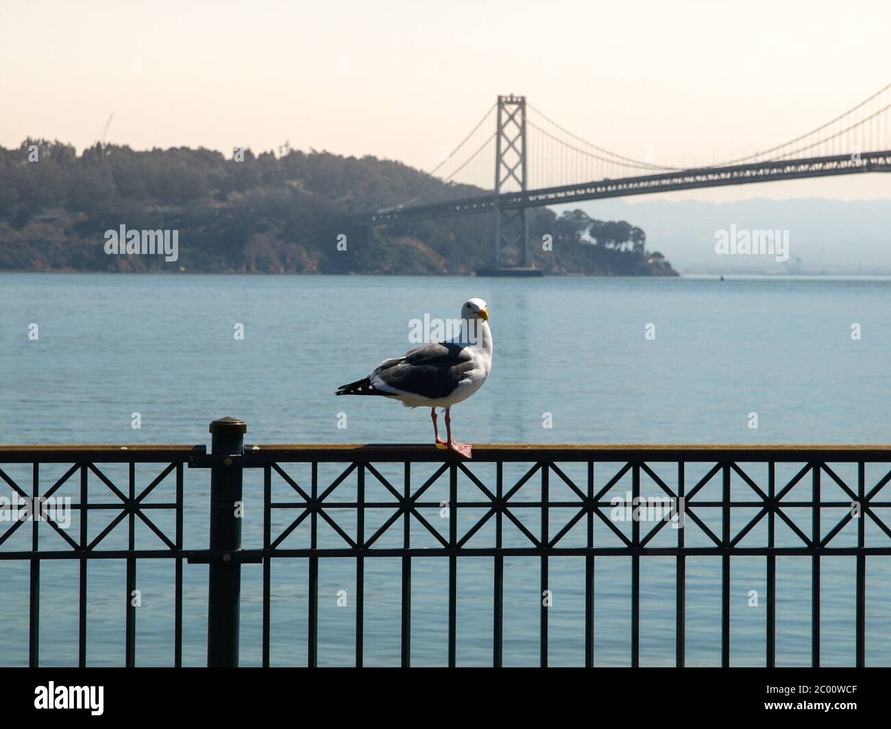 Seagull and Oakland Bay Bridge in background, San Francisco ...