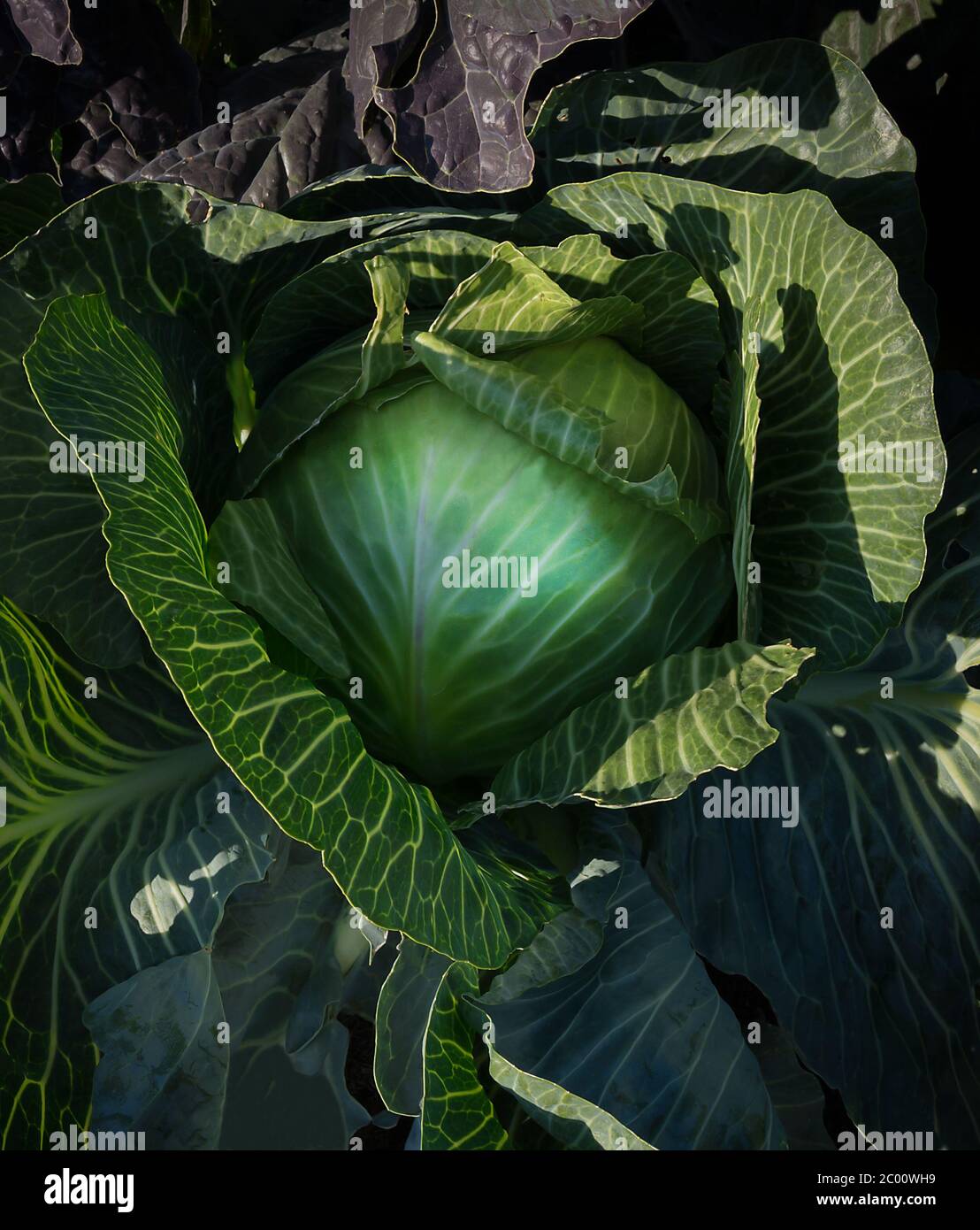 Cabbage colors hi-res stock photography and images - Alamy