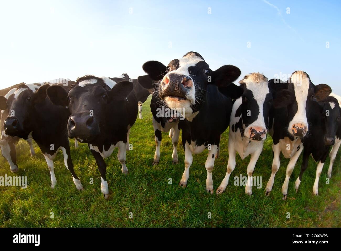Up Close White Cows High Resolution Stock Photography and Images - Alamy